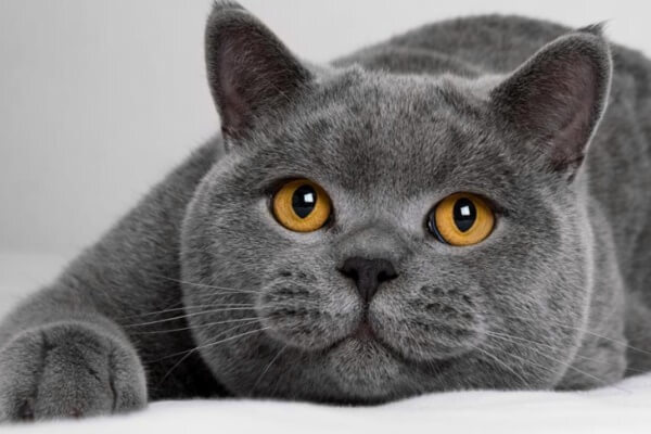 Juguetes para gatos