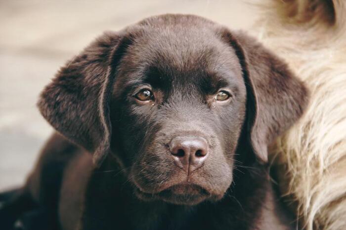 Huesos para perros